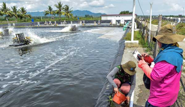 Panduan Lengkap Membuat Tambak Ikan yang Menguntungkan